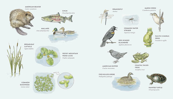 Curious Kids Nature Guide Book - Hello From Portland